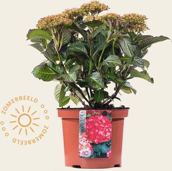 Hydrangea macrophylla 'Selma' | bol