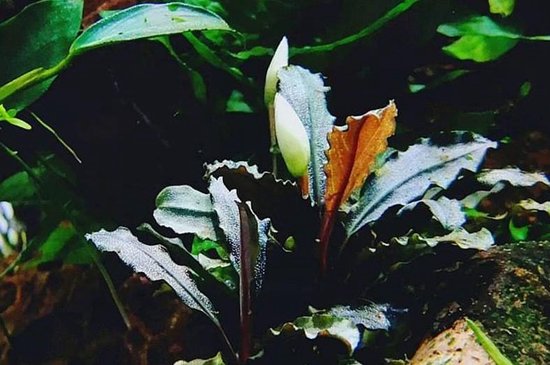 Bucephalandra Deep Purple | bol.com