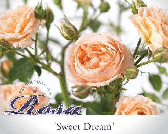 Rosa 'Sweet Dream' | bol