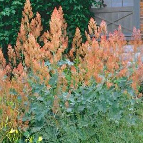 6 x Macleaya Microphylla 'Kelw. Coral Plume' - Pluimpapaver pot 9x9cm ...