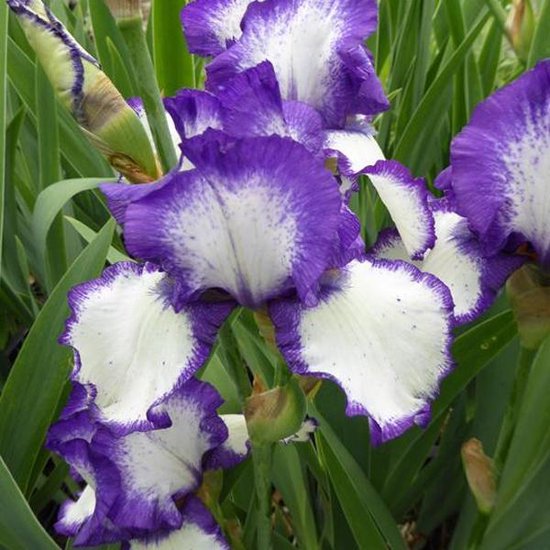 6 x Iris 'Loop The Loop' - Baardiris pot 9x9cm, kleurrijk en opvallend ...