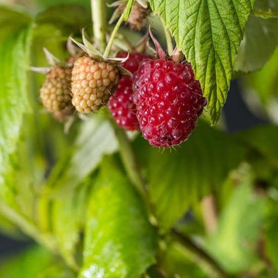 RUBUS IDAEUS 'ZEFA HERBSTERNTE' - Framboos doordragend Struik in pot | bol