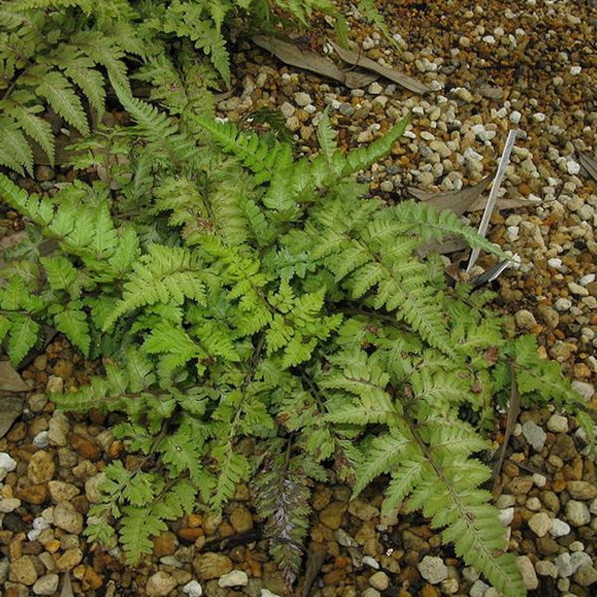 6 x Athyrium Niponicum 'Metallicum' - Athyrium niponicum 'Metallicum ...