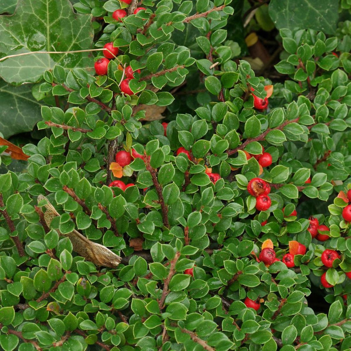 6 x Cotoneaster Dammeri Dwergmispel pot 9x9cm | bol.com