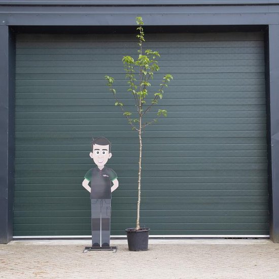 Bomenbezorgd.nl - Boom - Magnolia - Totaalhoogte 200-250 cm (6-8 cm stamomtrek) -... | bol.com