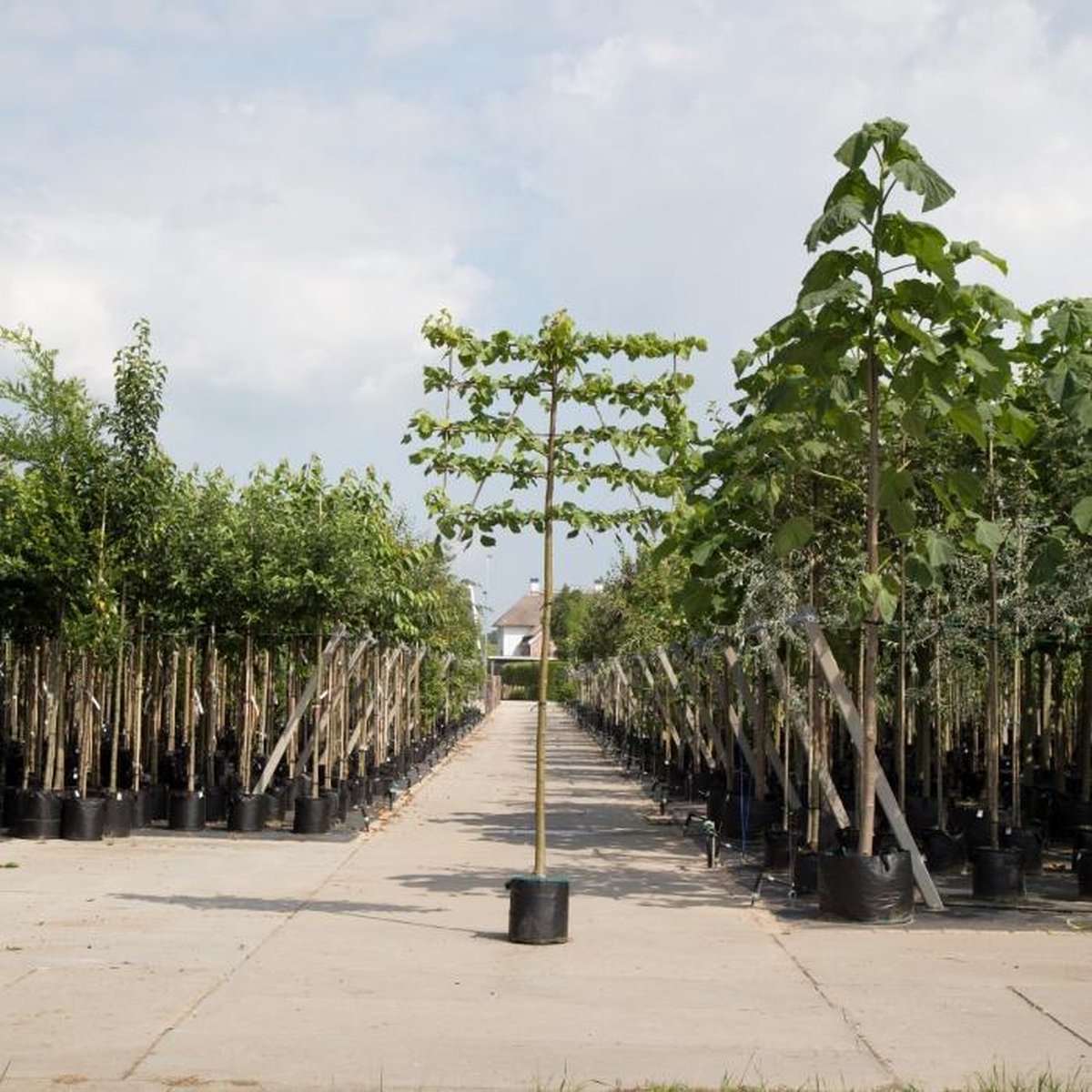 Leilinde Tillia Europaea Pallida - 240 cm Stamhoogte | bol.com