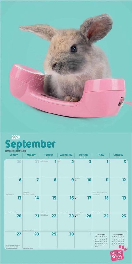 Rabbits Studio Pets Kalender 2020 | bol.com