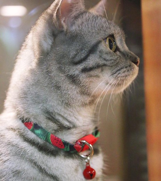 HiDream ProFusion verstelbare kattenhalsband met veiligheidssluiting ...