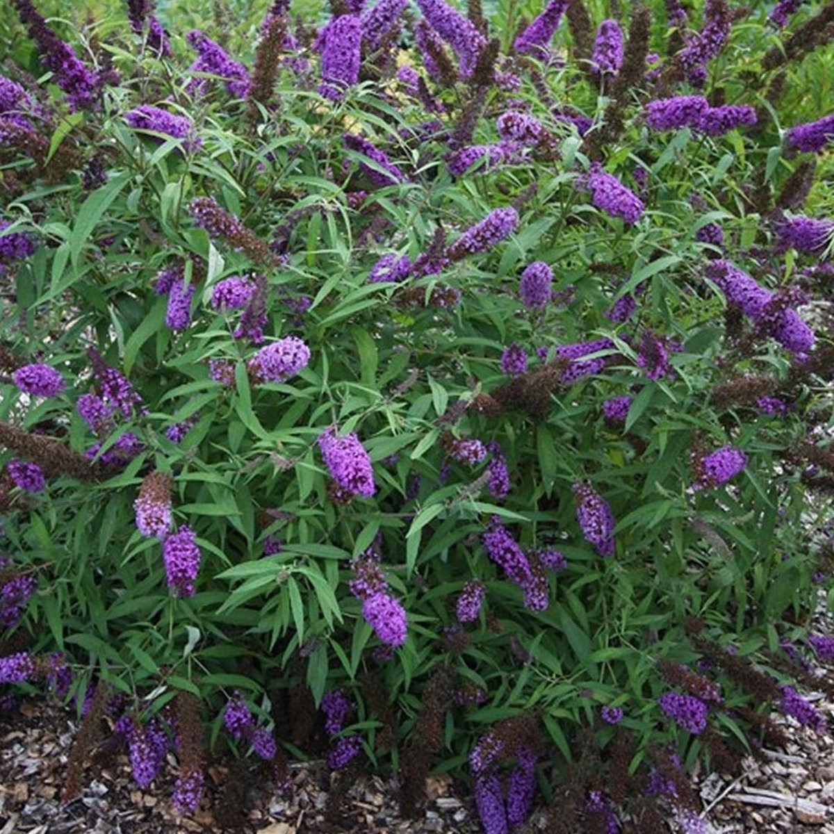 bol.com | Buddleja Davidii Purple Emperor ('Pyrkeep') - Vlinderstruik ...