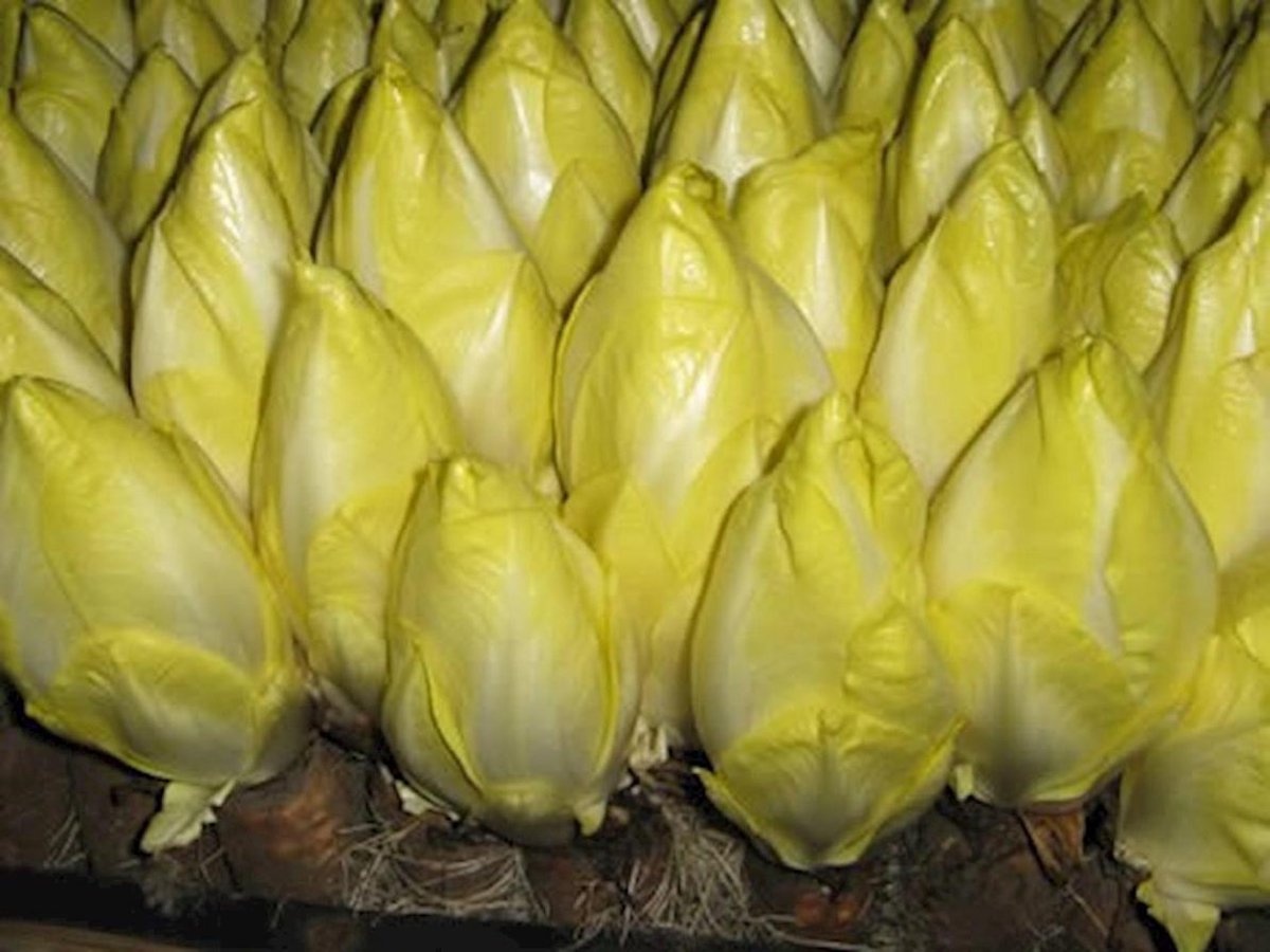 Witloof witlof witloofwortels witloofpennen +/- 7-8kg of +/-50 | bol