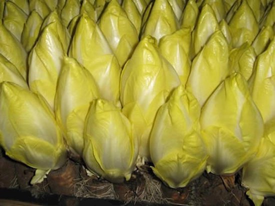 HermiePlants Witloofwortels - +/- 50 stuks voor grondwitloof - 7-8kg | bol