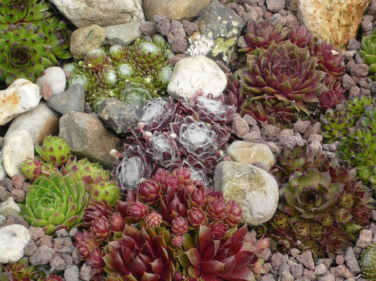 Sempervivum grof wit (rotsplanten) 4 stuks | bol.com