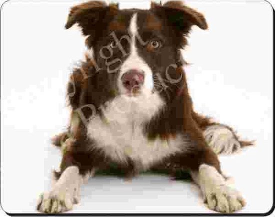 Border Colli Muismat | bol