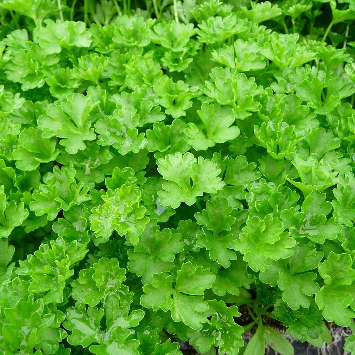 6 x Petroselinum Crispum - Peterselie pot 9x9cm | bol.com