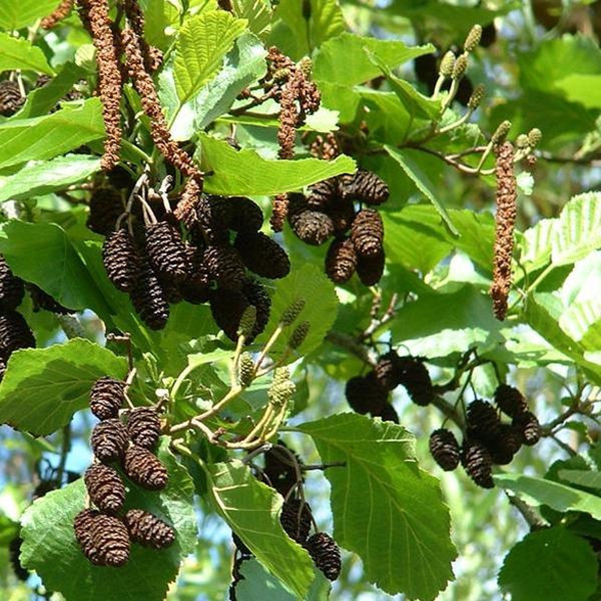 Alnus Glutinosa - Aulne glutineux - Arbre Tige 12-14 cm Racines nues ...