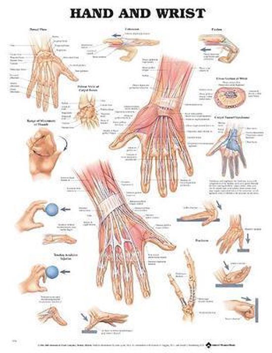 Hand and Wrist Anatomical Chart | 9781587791437 | Anatomical Chart ...