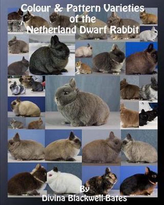 Colour & Pattern Varieties of the Netherland Dwarf Rabbit, Divina ...