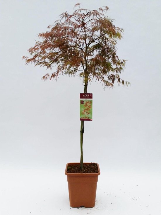 Japanse Esdoorn op stam (Rood) - 120 cm - Gratis Tuinturf | bol.com