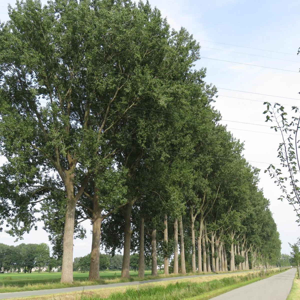 Populus Canadensis 'Robusta' - Populier - Stamomtrek 6-8 cm Blote ...