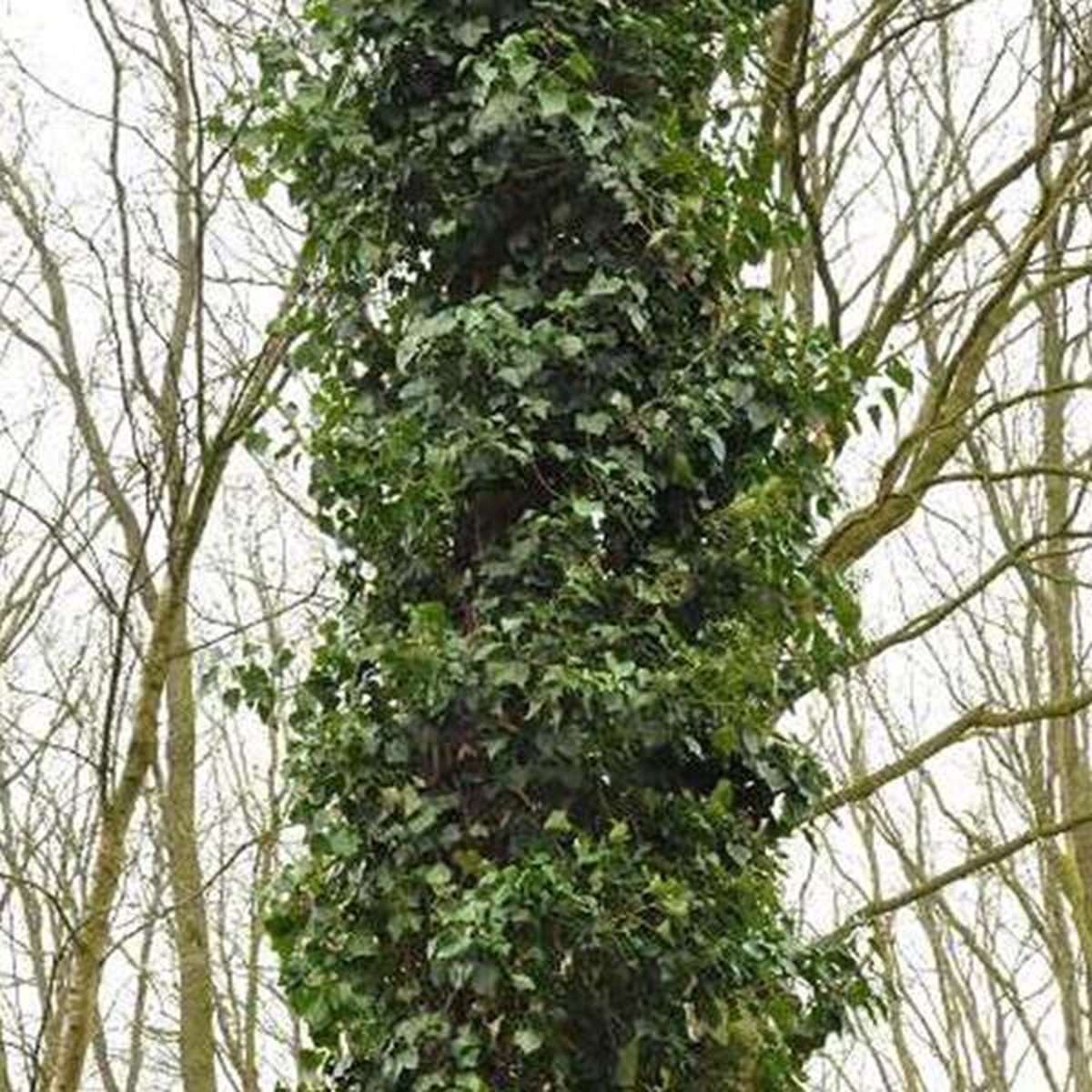bol.com | 6 x Hedera Helix - Klimop pot 9x 9 xm