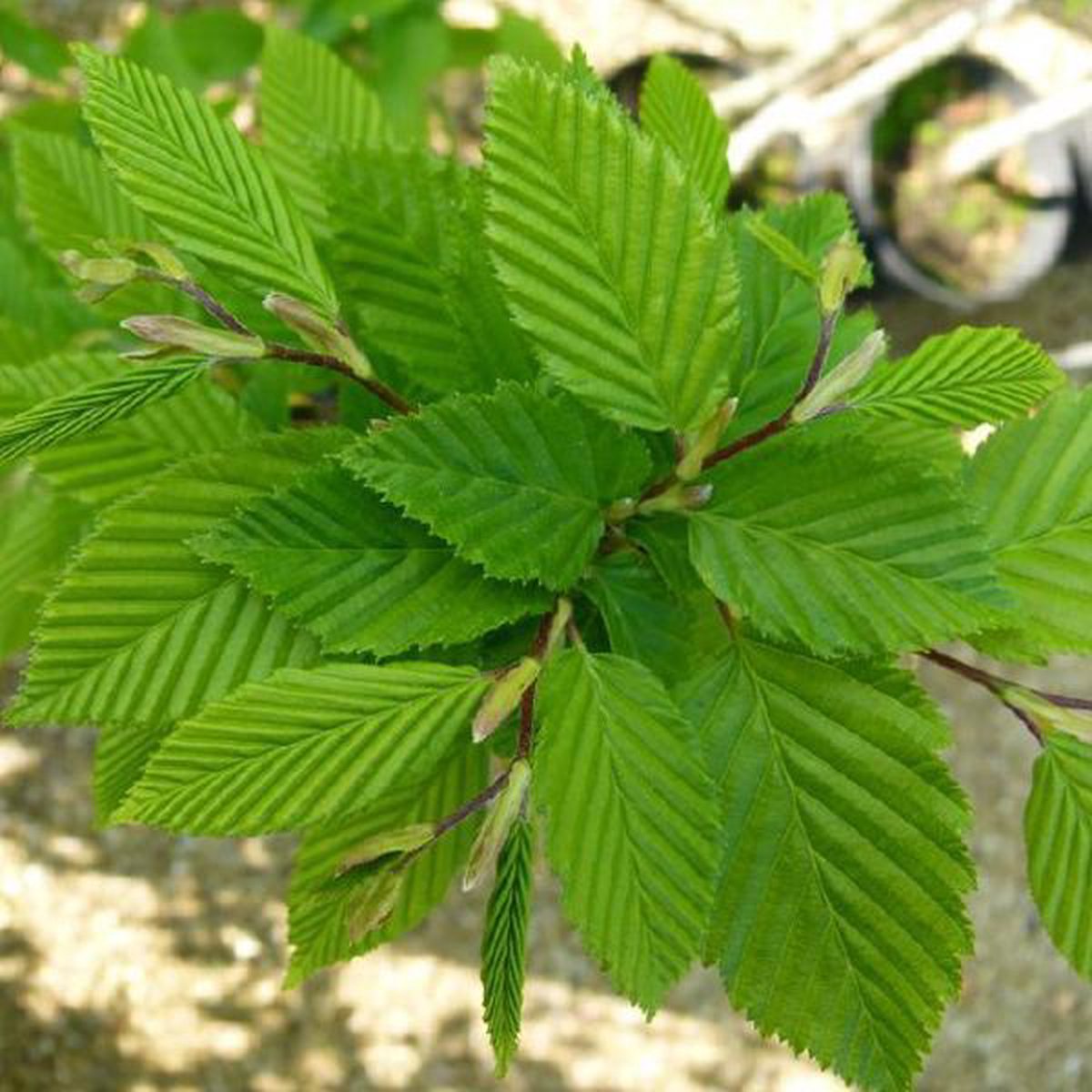 Carpinus Betulus 'Fastigiata' - Haagbeuk - 200-250 cm Kluit | bol.com
