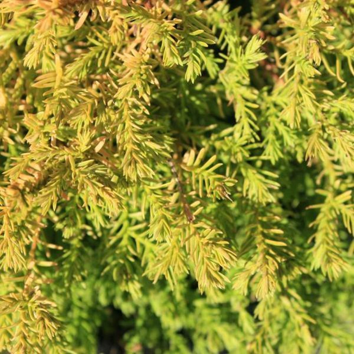 THUJA OCCIDENTALIS 'RHEINGOLD' - Levensboom 25-30cm in pot | bol