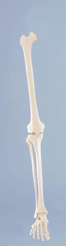 Skelet been met voet anatomie model | bol.com