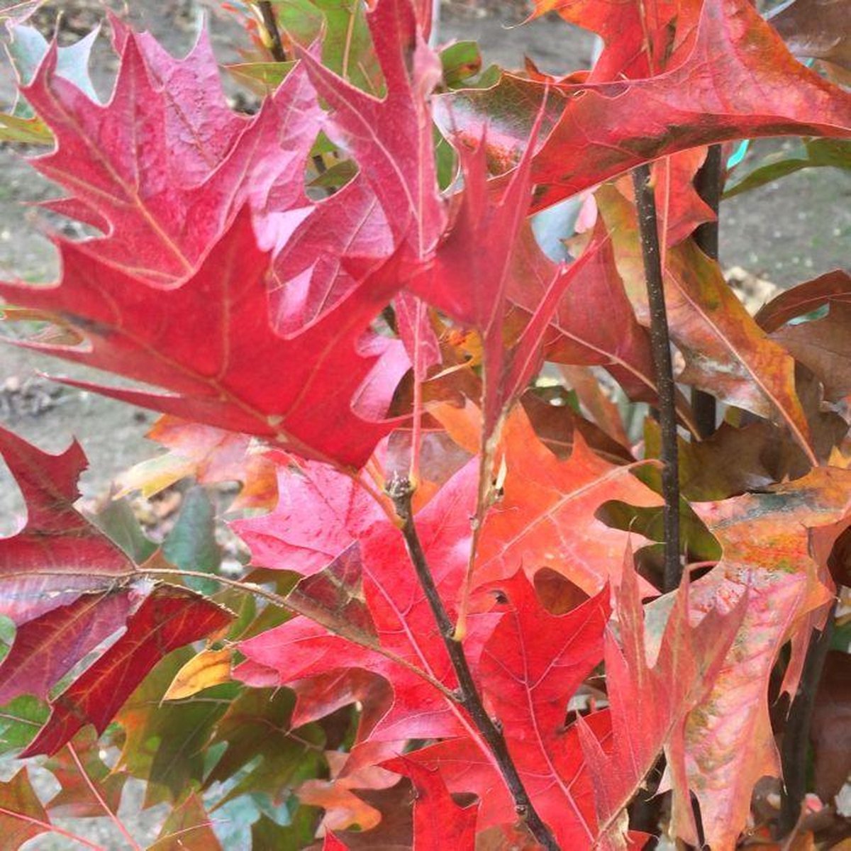 Moeraseik als leiboom - ‘Quercus palustris’ 180 cm stamhoogte (8 - 12 ...