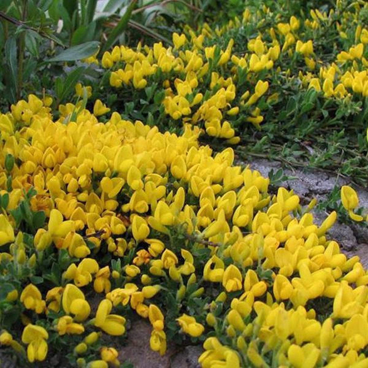 Cytisus Decumbens - Dwergbrem;Geitenklaver 30-40 cm pot | bol.com