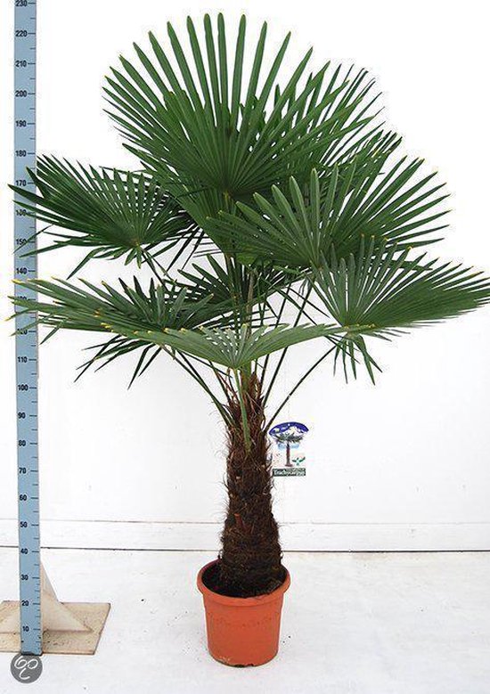 Palmbomen Tuin- en balkonplant Trachycarpus Fortunei - Doorsnede pot ...