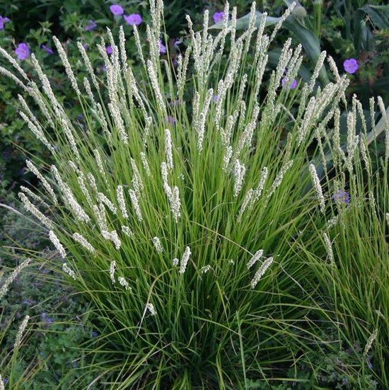 6 x Sesleria nitida - Blauwgras - pot 9 x 9 cm | bol