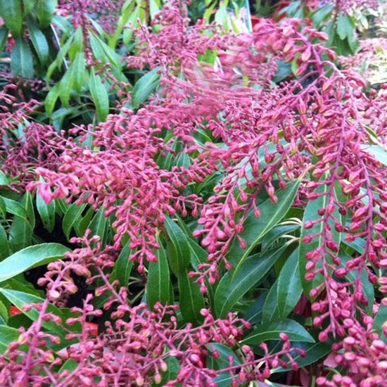 Pieris Japonica 'Valley Rose' - Rotsheide - 20-30 cm pot: Struik met ...