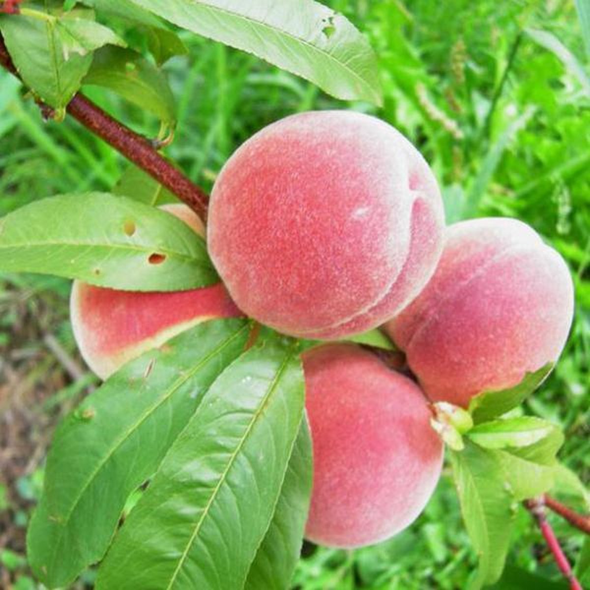 Prunus Persica 'Amsden' - Perzik Boom Hoogstam Blote Wortel | bol.com