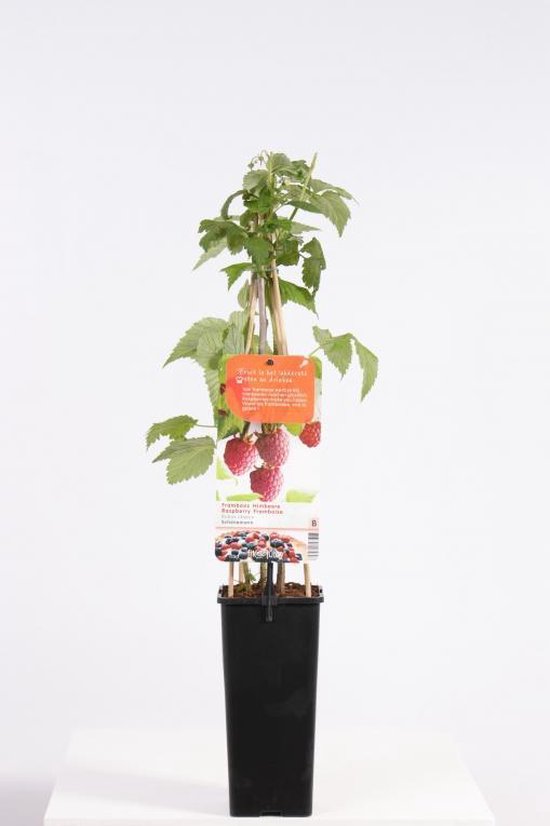 Framboos - Rubus idaeus 'Schönemann' - Donkerrode zomerframboos ...