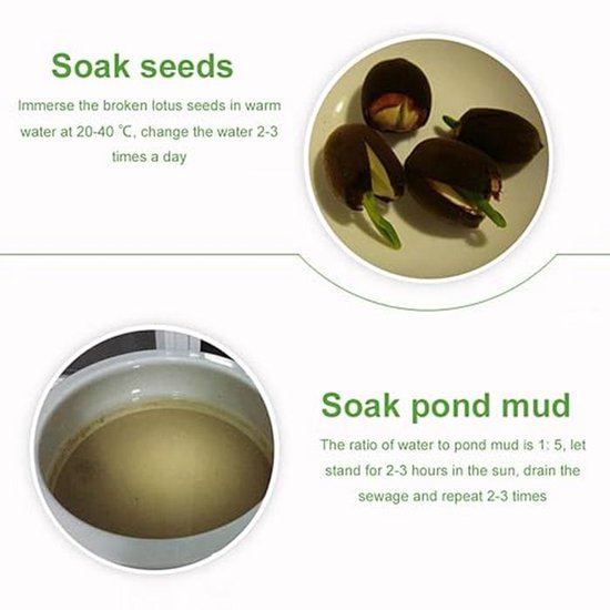 Voedingsklei voor Waterplanten - 200 g Groeimedia voor Schaallotussen ...