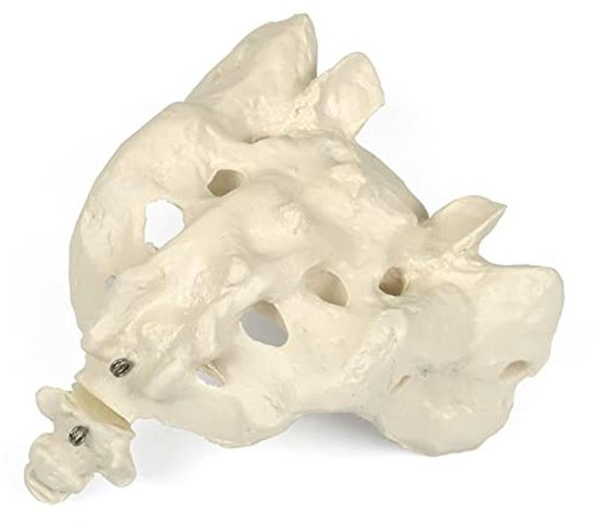 Persoonlijk anatomisch model van het kruisbeen met stuitbeen en gratis ...