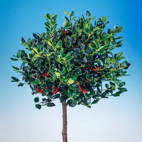 Plants Online BV - Planten - Set van 1 - Ilex aquifolium 'J.C. van Tol ...