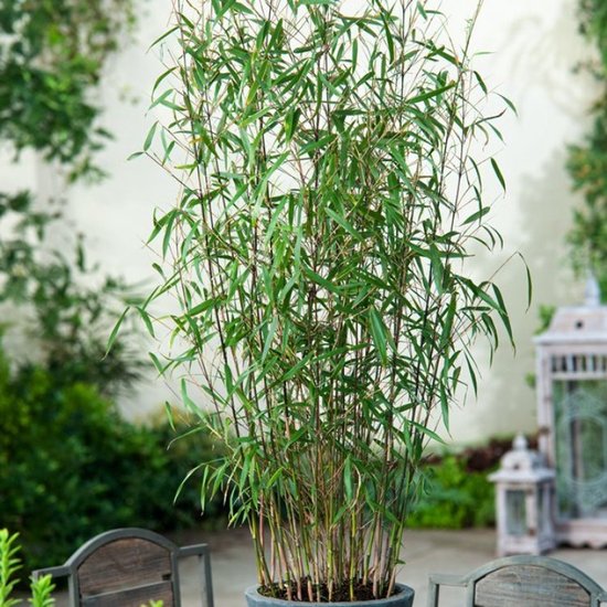 Plants Online BV - Planten - Set van 1 - Fargesia scabrida 'Asian ...