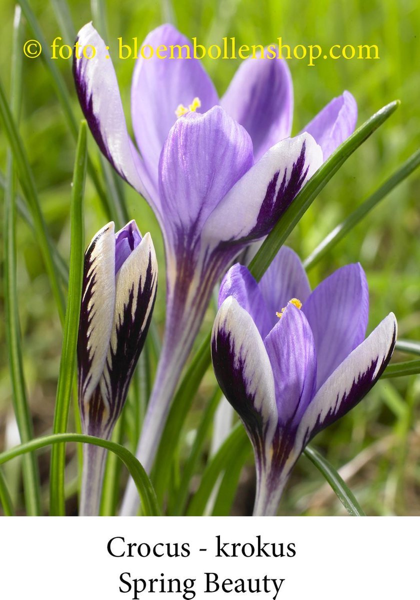 crocus - krokus Spring Beauty 50 bollen maat 6/+ | bol