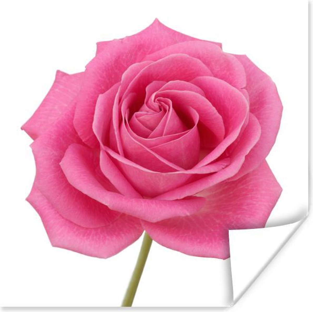 Gros plan d'une rose rose sur fond blanc Poster 150x150 cm - Tirage ...