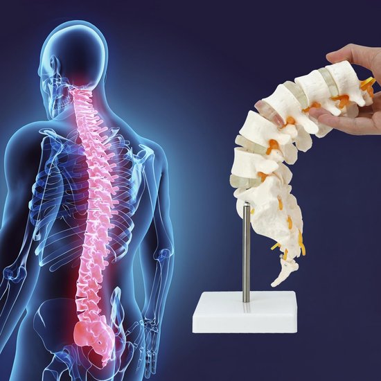 Levensgroot Wervelkolommodel met Open Heiligbeen - Anatomisch ...