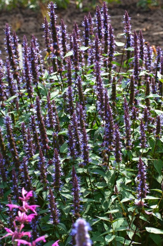Plants Online - Tuinplanten - Vaste planten - Set van 5 - Agastache ...