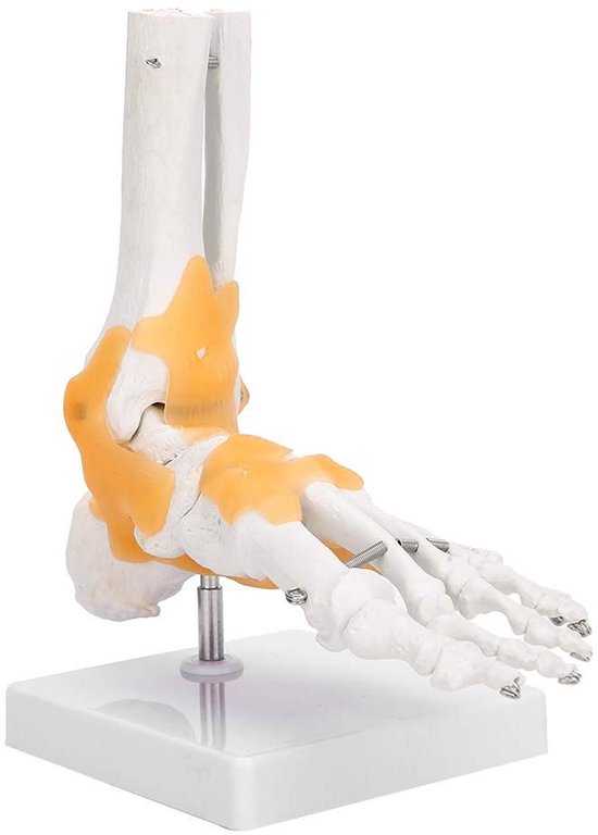 Anatomisch voetmodel - Volwassen menselijk skelet - Ligament voet ...
