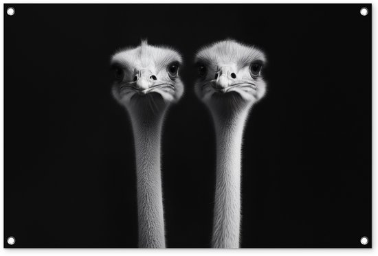 Tuinposter 90x60 cm - Tuindecoratie Struisvogels - Halzen - Zwart ...