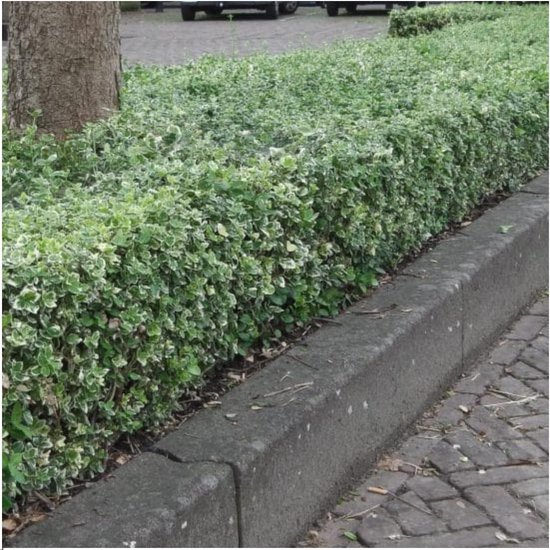 Plants by Frank - 1 meter bonte Kardinaalsmuts haag - Euonymus fortunei ...