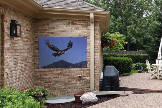 Aigle royal vole le long des montagnes Affiche de jardin 120x80 cm ...