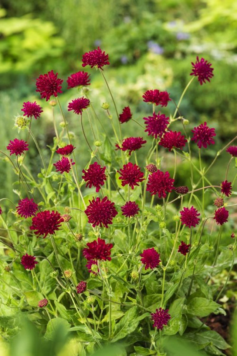 3 stuks | Knautia macedonica 'Mars Midget' P9 | bol.com