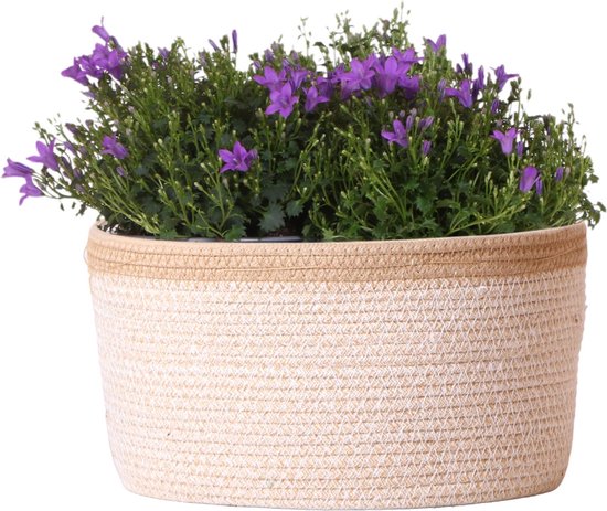 Campanula Addenda Ambella Intense purple - Cotton schaal met Campanula ...