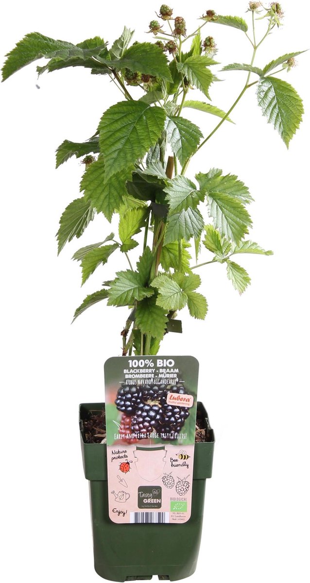 Hello Plants Rubus Navaho Bigandearly Braam - Bramenstruik - Ø 13 cm ...