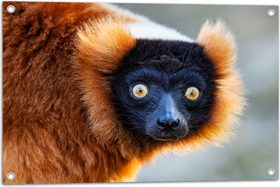 Tuinposter – Aankijkende Rode Ruffed Maki Aap met Grote Felgele Ogen ...
